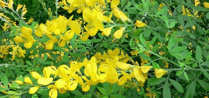 Genista Genus - Dear Plants