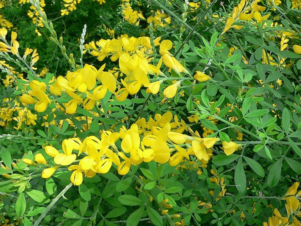 Easter broom (Genista × spachiana) - growing guides
