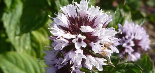 Peppermint (Mentha × piperita) - growing guides