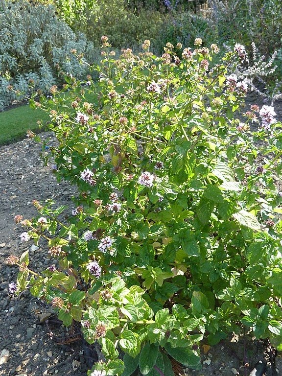 Eau de Cologne mint (Mentha × piperita f. citrata) - growing guides