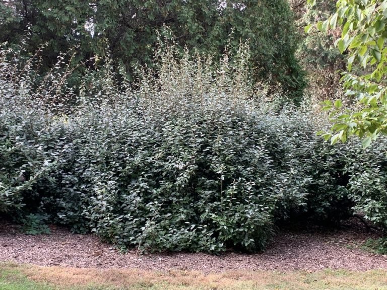 Elaeagnus × submacrophylla - growing guides