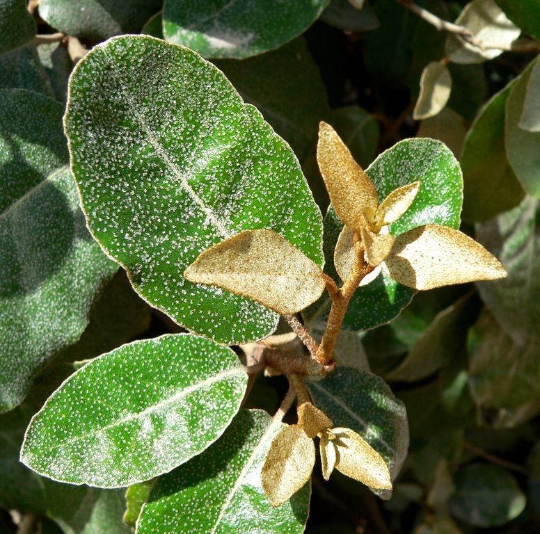 Elaeagnus × submacrophylla - growing guides