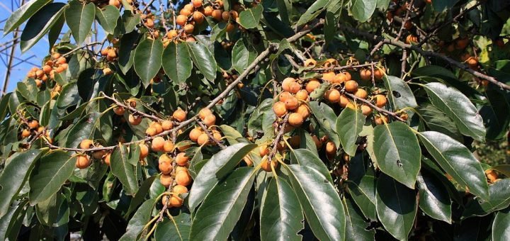 Ebenaceae Archives - Dear Plants