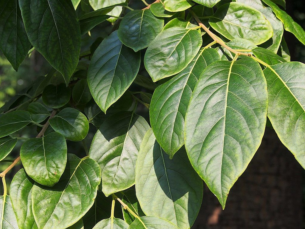 European date plum (Diospyros lotus) - growing guides