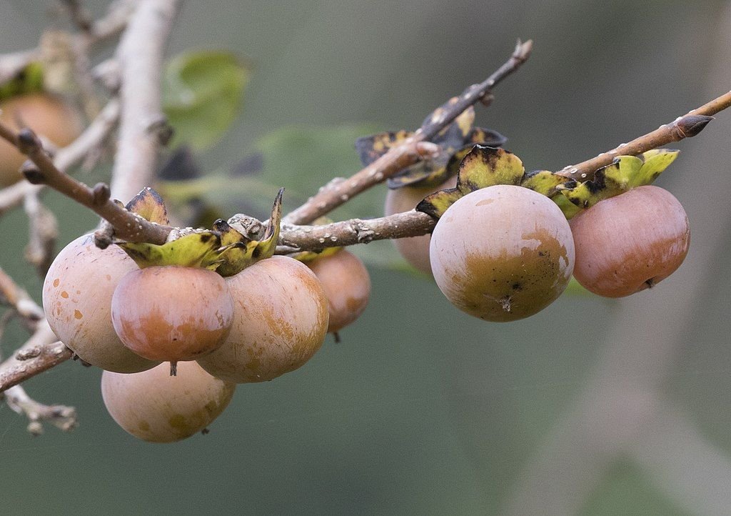 European date plum (Diospyros lotus) - growing guides