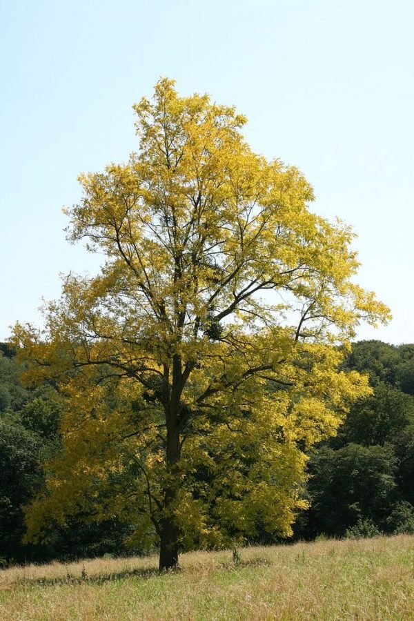 False acacia 'Frisia' (Robinia pseudoacacia 'Frisia') - growing guides