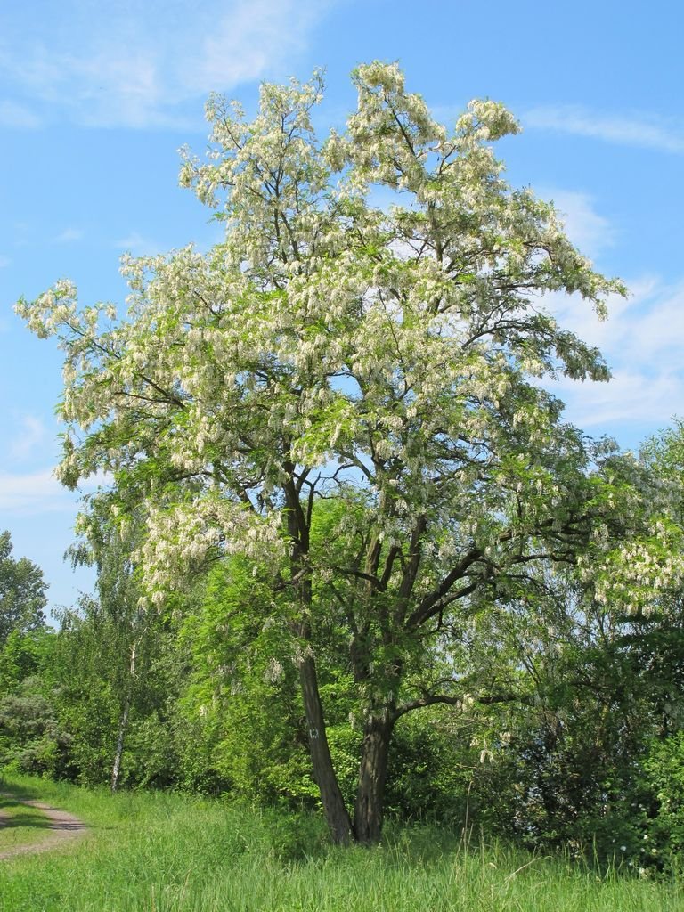 False acacia (Robinia pseudoacacia) - growing guides