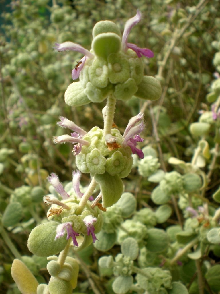 False dittany (Ballota pseudodictamnus) - growing guides