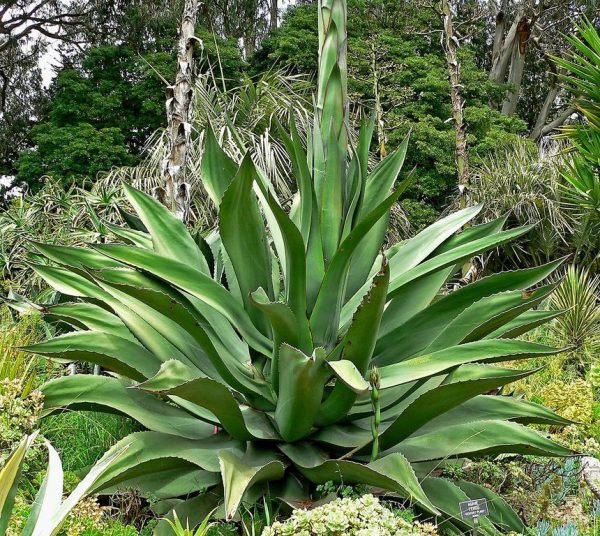 Ferocious giant agave (Agave salmiana var. ferox) - growing guides