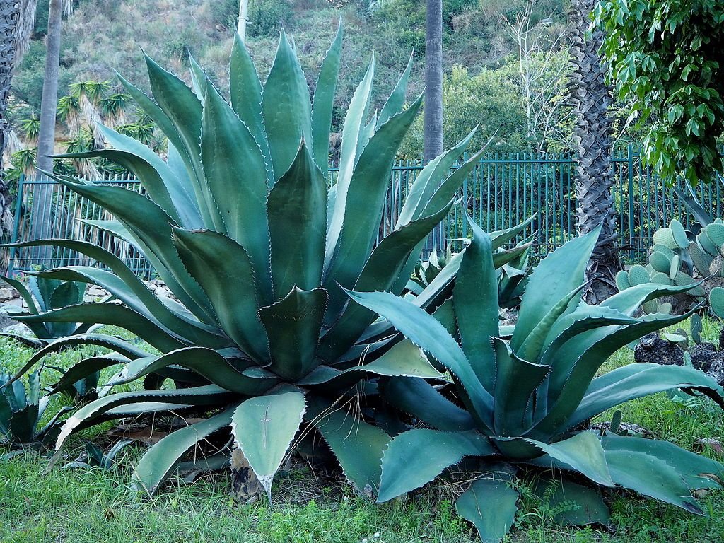 Ferocious giant agave (Agave salmiana var. ferox) - growing guides