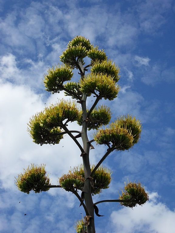 Ferocious giant agave (Agave salmiana var. ferox) - growing guides