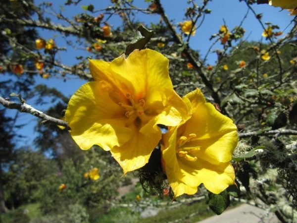 Flannel bush 'California Glory' (Fremontodendron 'California Glory ...
