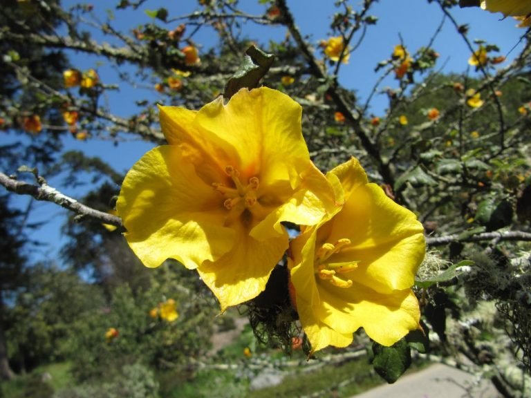 Flannel bush 'California Glory' (Fremontodendron 'California Glory ...