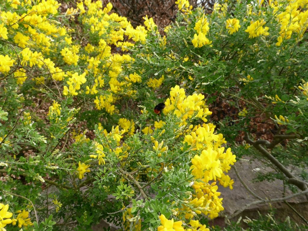 Florists' genista (Genista canariensis) - growing guides