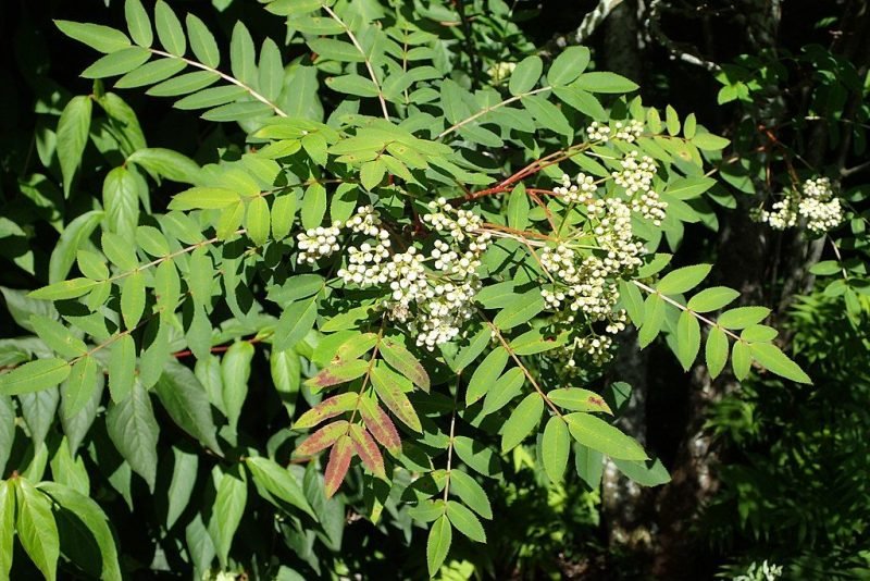 Forrest's rowan (Sorbus forrestii) - growing guides