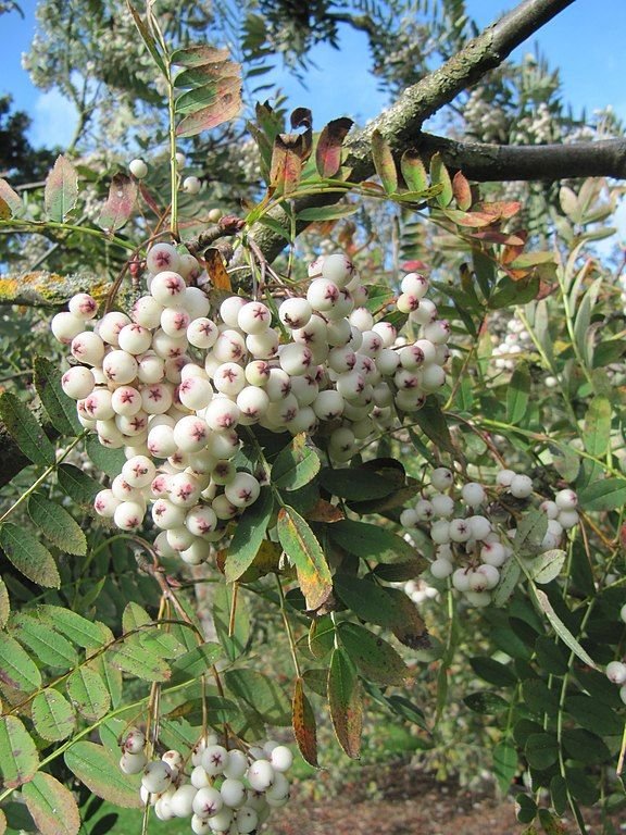 Forrest's rowan (Sorbus forrestii) - growing guides