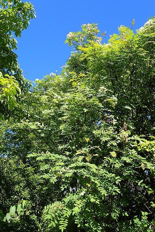 Forrest's rowan (Sorbus forrestii) - growing guides
