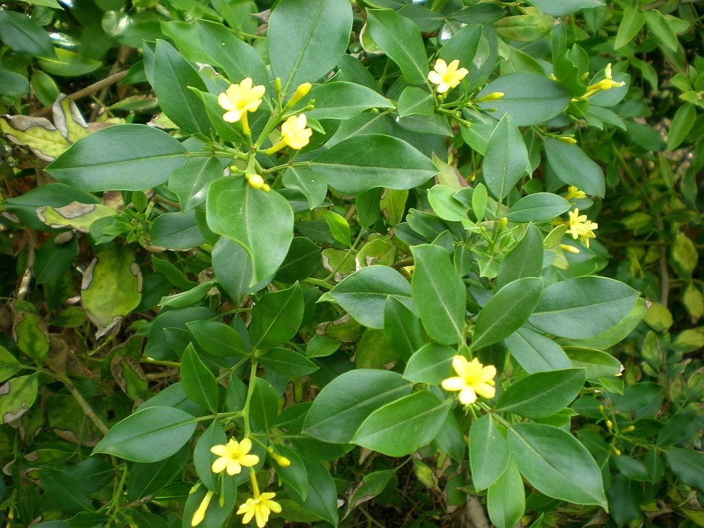 Fragrant jasmine (Jasminum odoratissimum) - growing guides