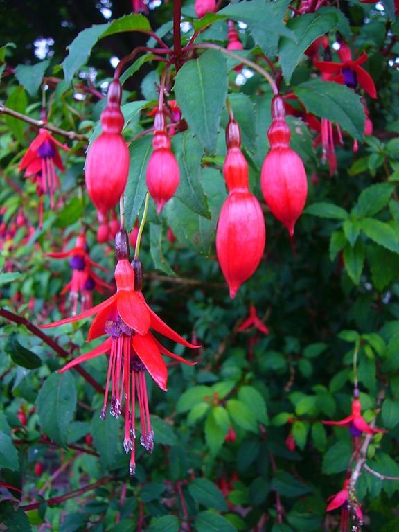 Fuchsia 'Riccartonii' - growing guides