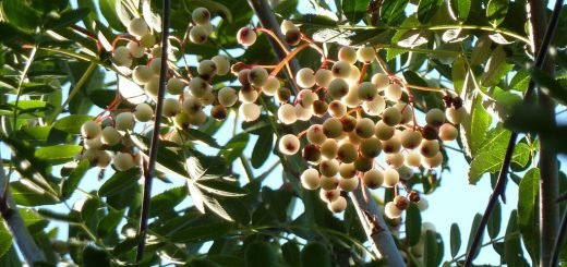 Sorbus pseudovilmorinii - growing guides