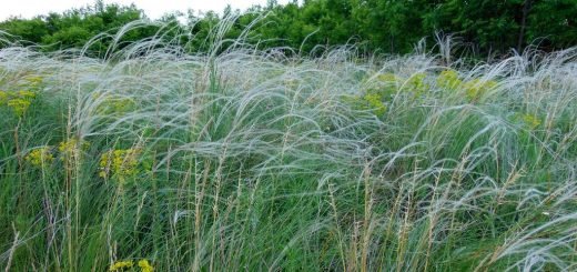 Golden oats (Stipa gigantea) - growing guides