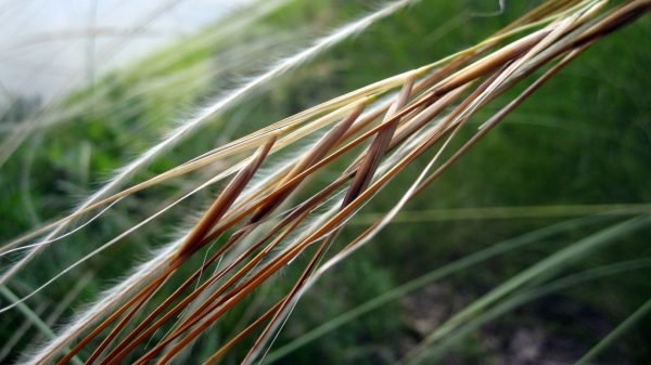 Golden feather grass (Stipa pulcherrima) - growing guides