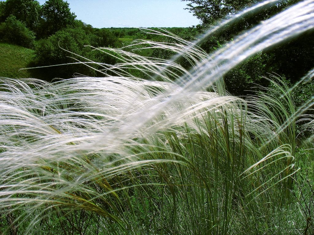 Golden feather grass (Stipa pulcherrima) - growing guides
