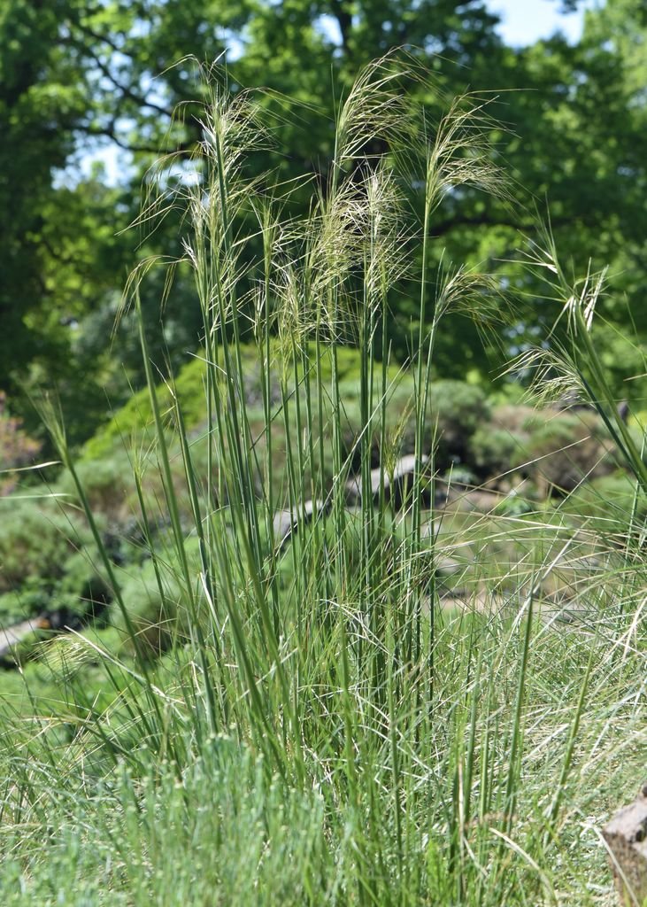 Golden oats (Stipa gigantea) - growing guides