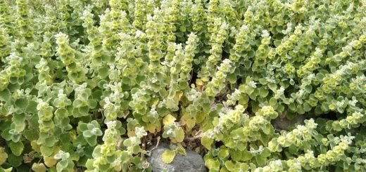 Black horehound (Ballota nigra) - growing guides