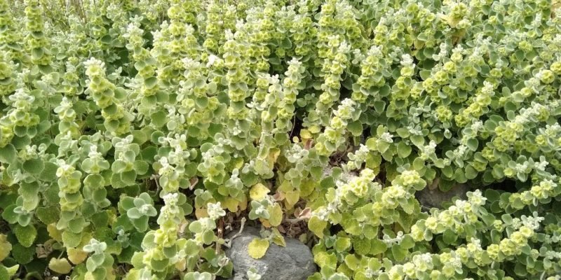 Greek horehound (Ballota acetabulosa) - growing guides