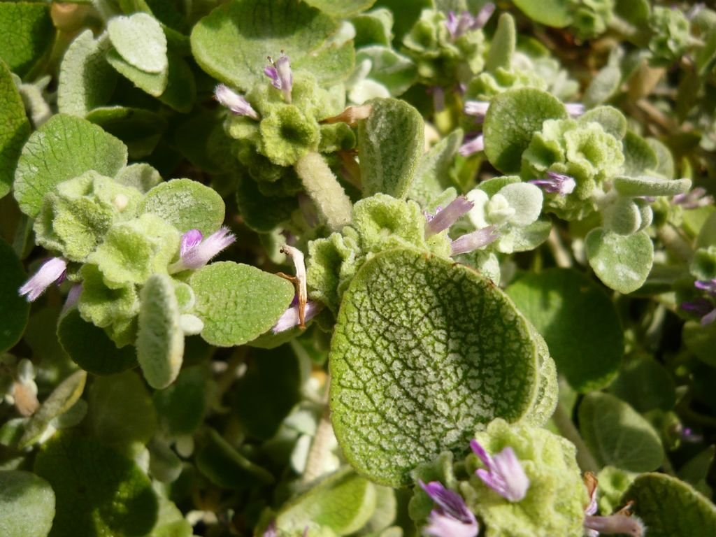 Greek horehound (Ballota acetabulosa) - growing guides