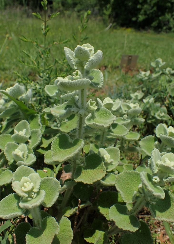 Greek horehound (Ballota acetabulosa) - growing guides