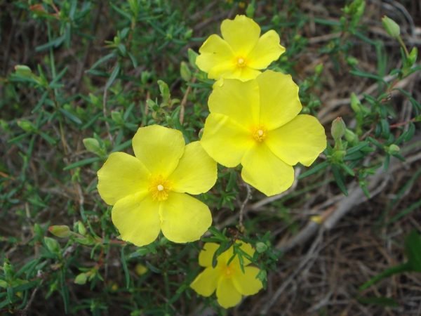 Halimium calycinum - growing guides