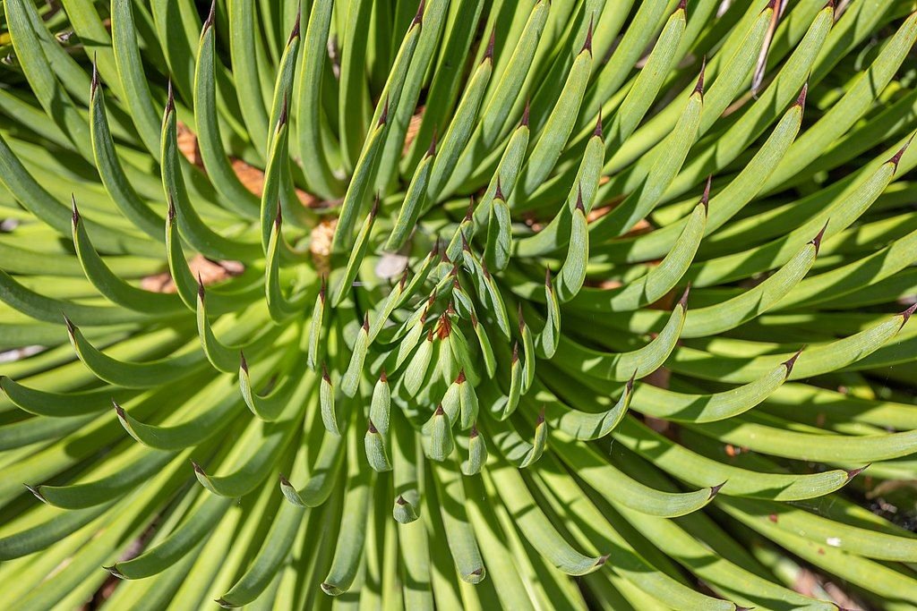Hedgehog (Agave stricta) - growing guides