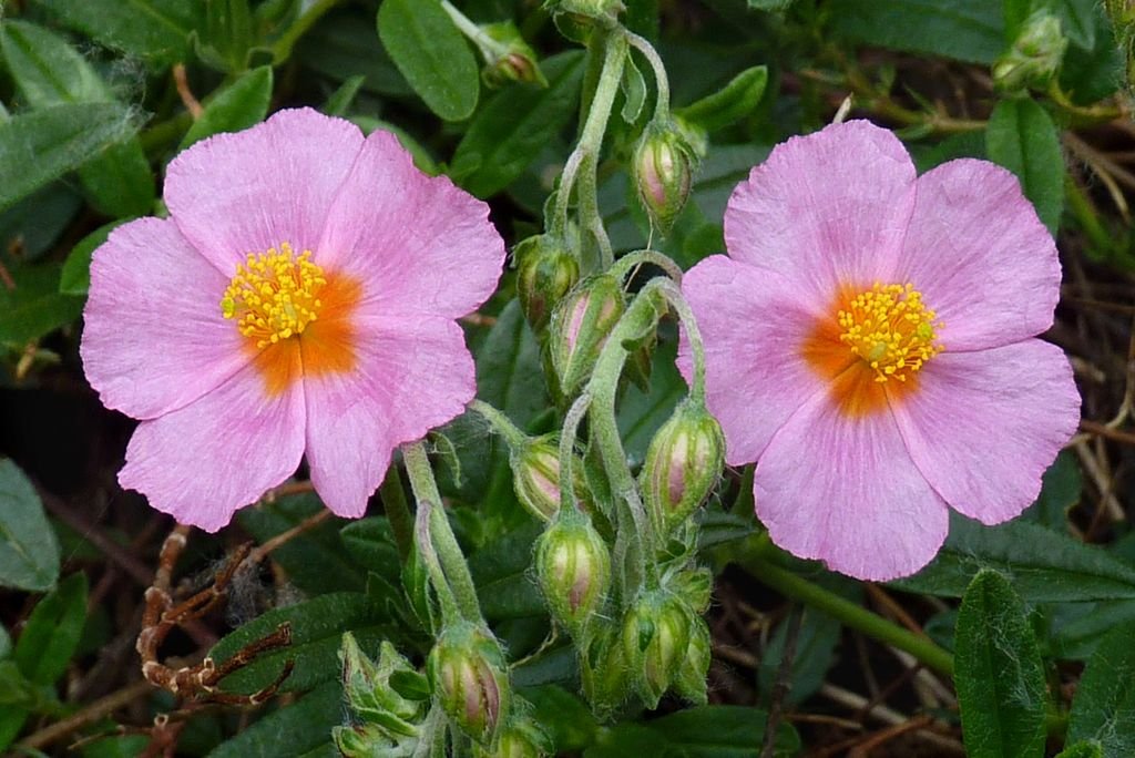 Helianthemum 'Lawrenson's Pink' - growing guides