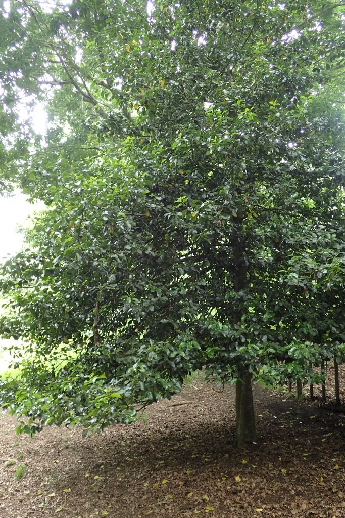 Highclere holly (Ilex × altaclerensis) - growing guides