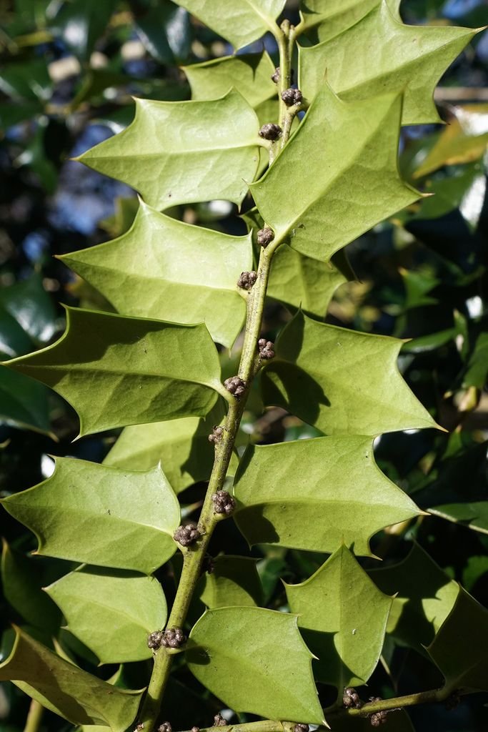 Holly 'Lydia Morris' (Ilex 'Lydia Morris') - growing guides