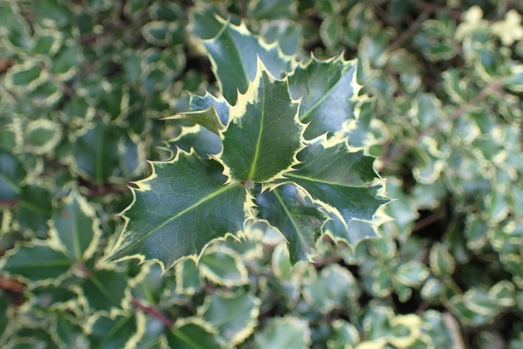 Holly 'Silver Queen' (Ilex aquifolium 'Silver Queen') - growing guides
