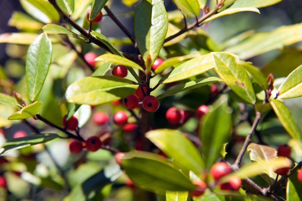 Holly 'Sunny Foster' (Ilex × attenuata 'Sunny Foster') - growing guides