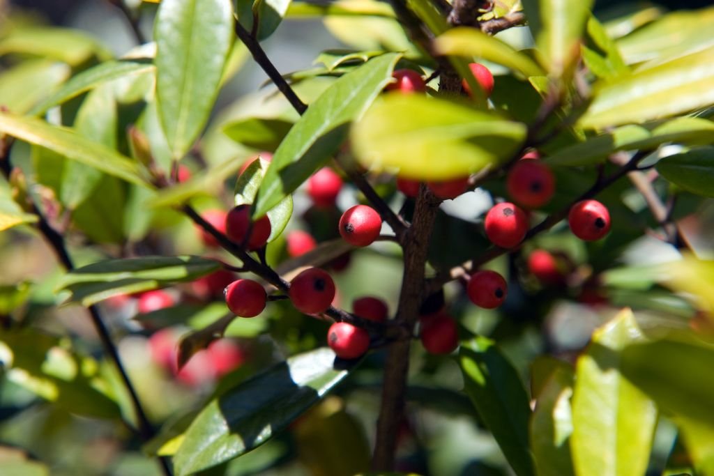 Holly 'Sunny Foster' (Ilex × attenuata 'Sunny Foster') - growing guides