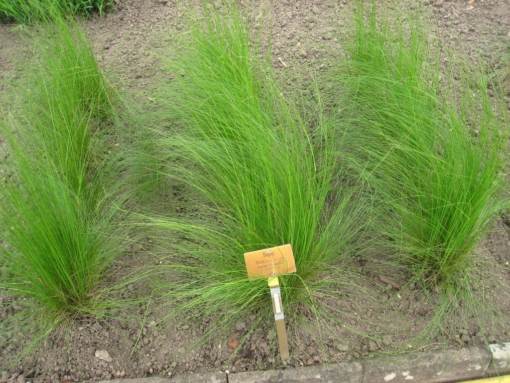 Horsetail feather grass (Stipa tirsa) - growing guides