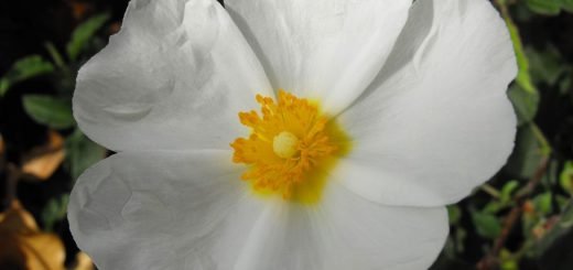 Rock rose 'Jester' (Cistus × bornetianus 'Jester') - growing guides