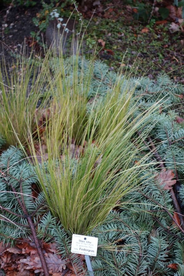 Ichu (Stipa ichu) - growing guides