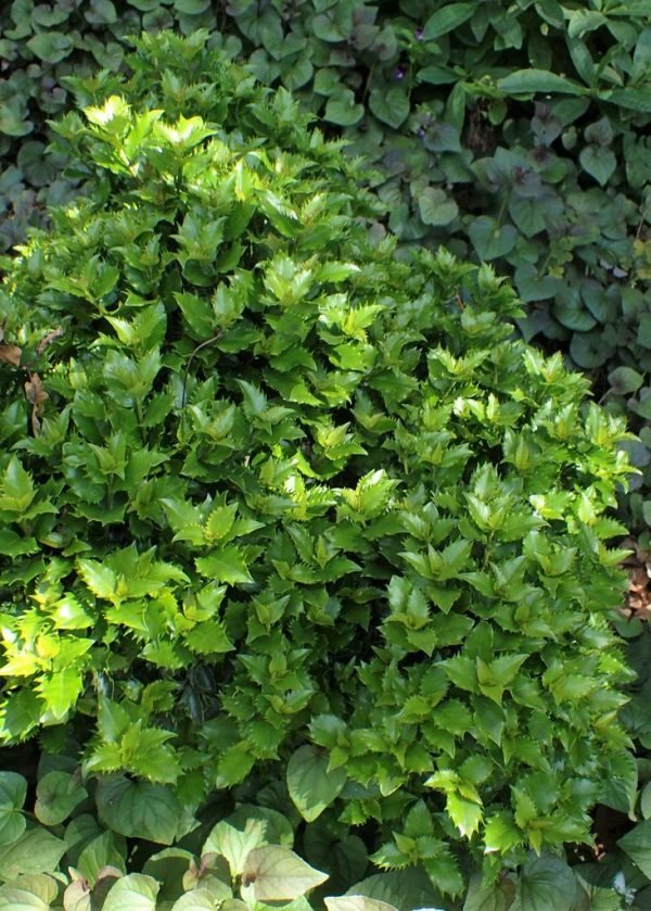 Ilex × meserveae Little Rascal 'Mondo' - growing guides