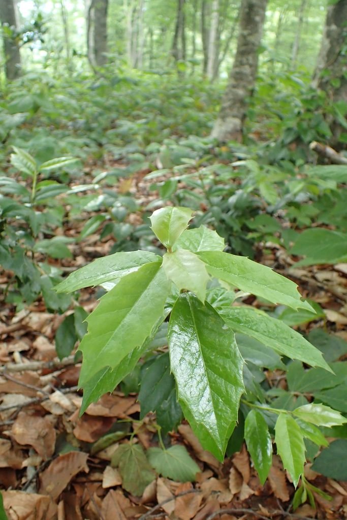 Ilex colchica - growing guides