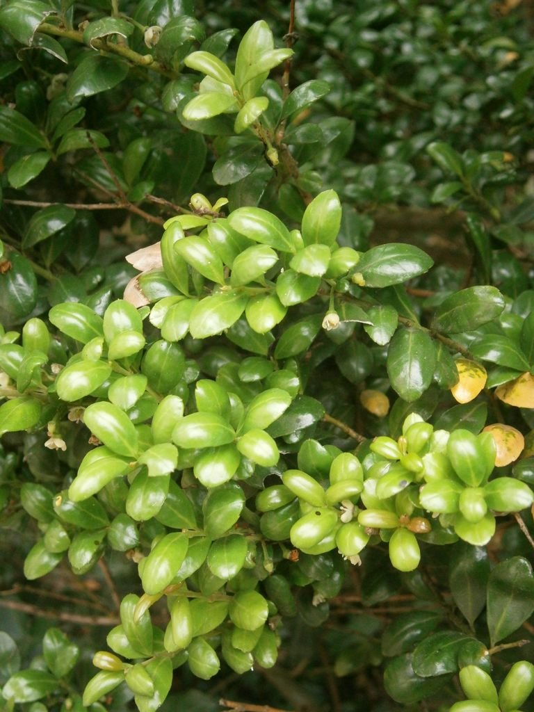 Japanese holly 'Convexa' (Ilex crenata 'Convexa') - growing guides