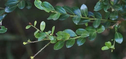 Holly 'Lydia Morris' (Ilex 'Lydia Morris') - growing guides