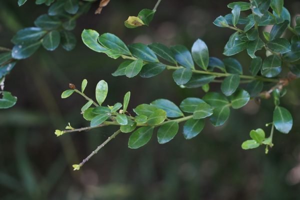 Japanese holly (Ilex crenata) - growing guides
