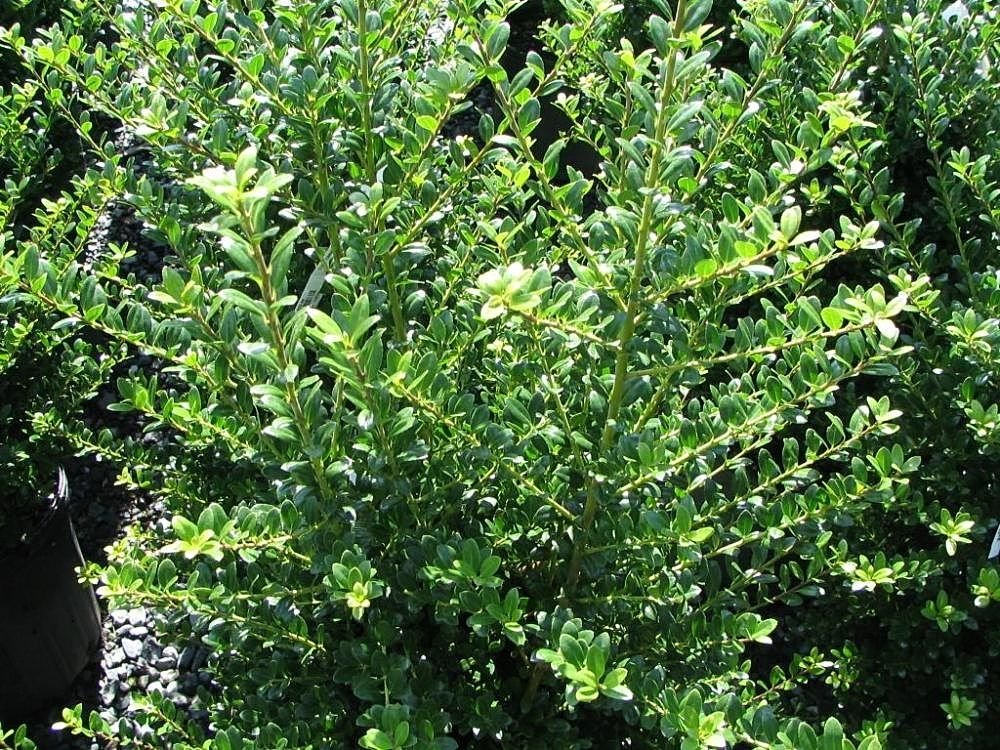 Japanese holly (Ilex crenata) - growing guides