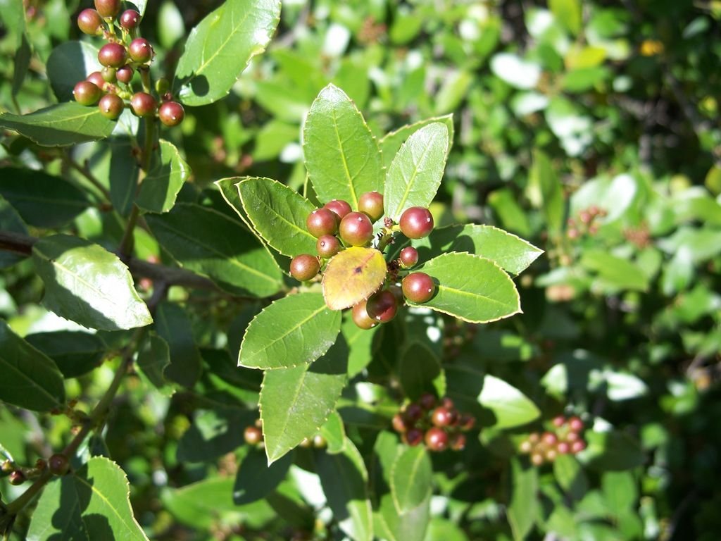 Japanese holly (Ilex crenata) - growing guides